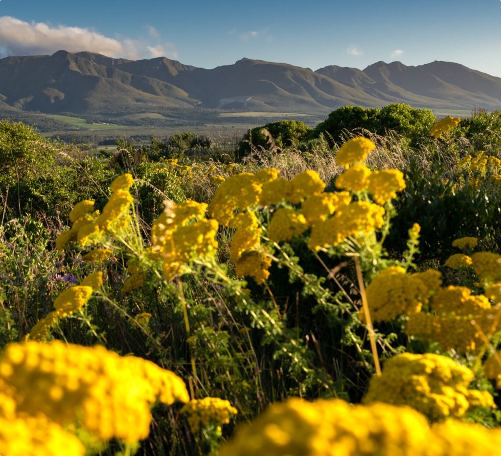 Our Hospitality – Springfontein Wine Estate